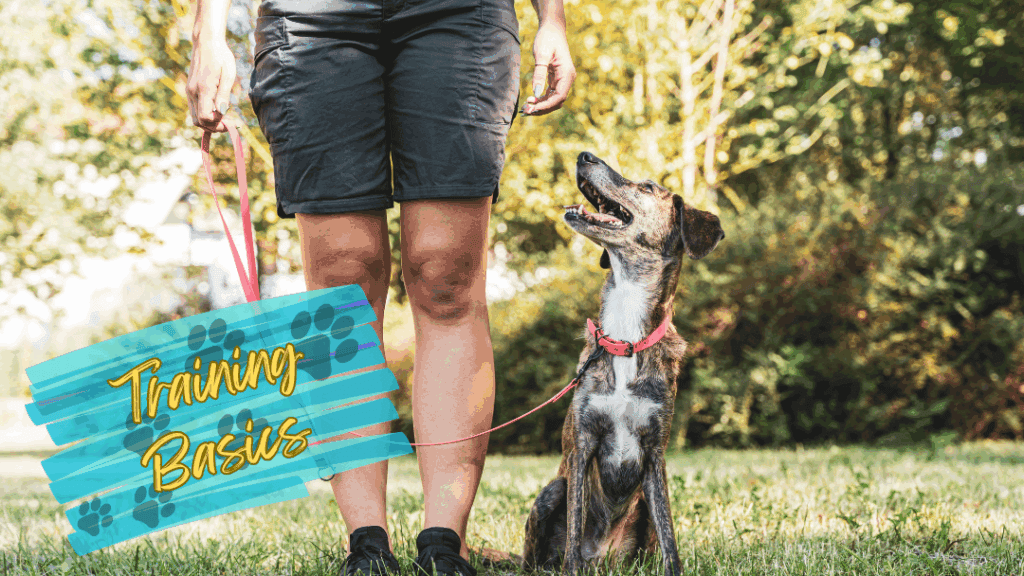 Run with Your Dog: The Ultimate Guide
