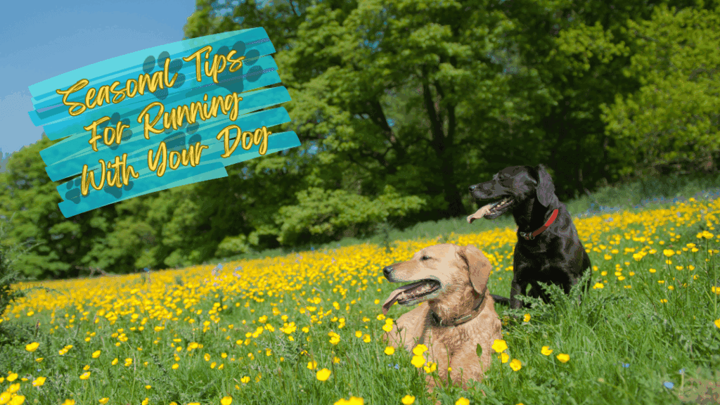 Run with Your Dog: The Ultimate Guide